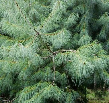 Сосна Арманда семена купить недорого