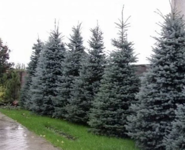 Ель колючая (сизая) Santa Fe, морозостойкая, быстрорастущая ...